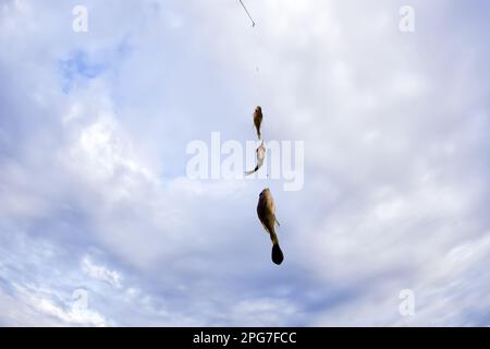 Village fishing - a joyful set. Three ruffs were caught and one ...