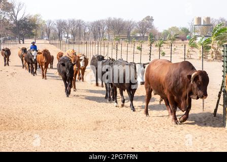 A large bull followed by a herd of cows on a Northern Botswana cattle ...