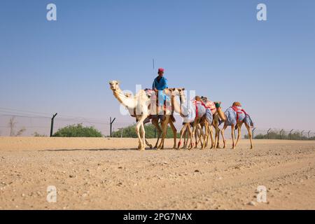 A trainer takes a group of racing camels over to the practice track for ...