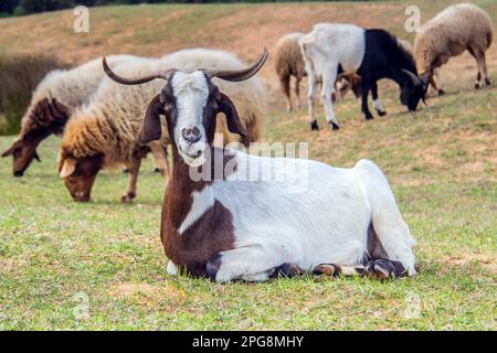 Boer Goat Breed in the Wild Stock Photo - Alamy
