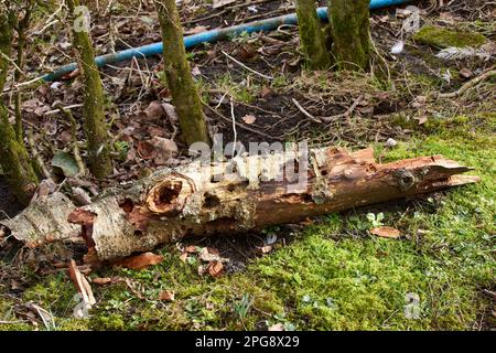 Rotten birch tree trunk in moorland smallholding garden at 900ft. North ...