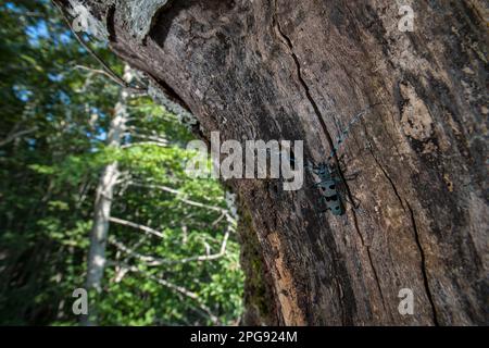 rosalia alpina, monti alburni, parco nazionale del cilento e vallo di ...