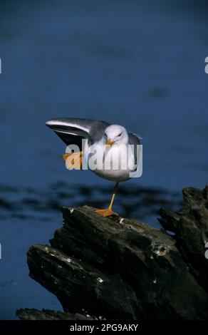 Gabbiano reale mediterraneo, Larus cachinnans, Stintino, Lagune di ...
