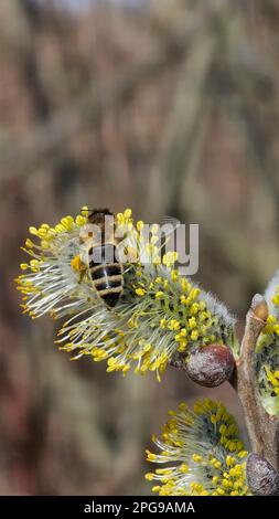 Salix caprea bloom with young yellow leg bee from fresh pollen Stock ...