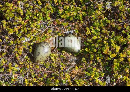 Schmarotzer-Raubmöwe, Schmarotzerraubmöwe, Gelege, Ei, Eier, Nestin der ...