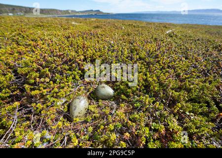 Schmarotzer-Raubmöwe, Schmarotzerraubmöwe, Gelege, Ei, Eier, Nestin der ...