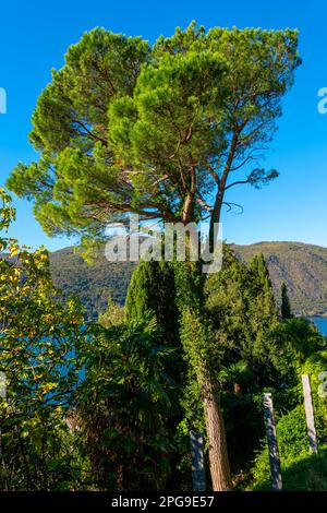 Umbrella Pine Tree and Lake Lugano with Mountain in a Sunny Day in Vico ...