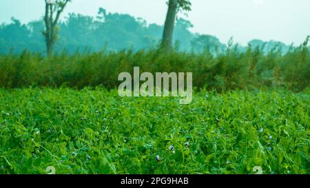 Crop field of Bangladesh. Vast pea fields. Close up photo of pea flower ...