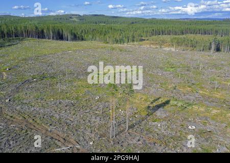 Deforestation, clearcut logging area of pine forest with a lot of tree ...