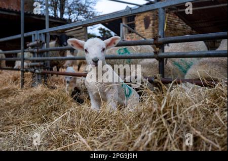 Essex farm yard lambing season in full swing Stock Photo - Alamy