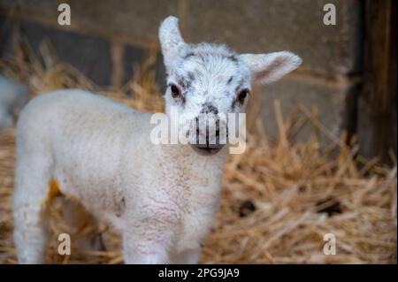 Essex farm yard lambing season in full swing Stock Photo - Alamy