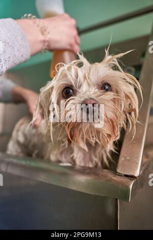 A small dog being washed in the automatic dog wash machine at a retail ...