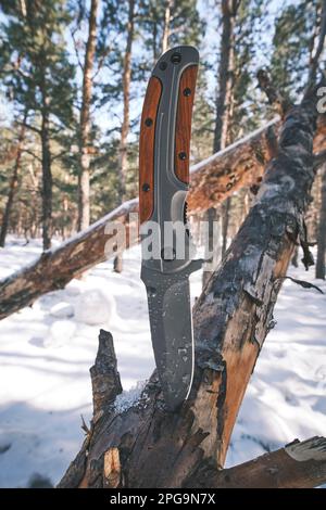 A tactical folding knife is stuck into a fallen dead tree Stock Photo ...