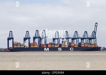 Container ship MSC Istanbul berthed at the Port of Felixstowe, Suffolk ...