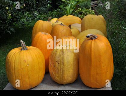 In the pile lies the harvest courgette and pumpkins Stock Photo - Alamy