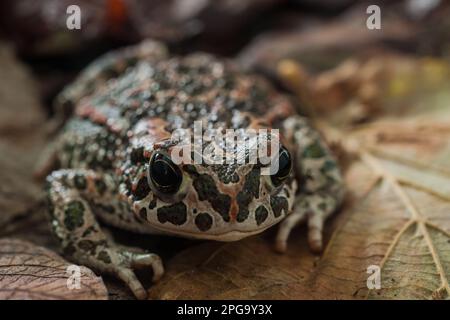 rospo smeraldino, bufo viridis Stock Photo - Alamy
