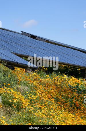 Wildflowers surrounding an array of solar panels Stock Photo - Alamy