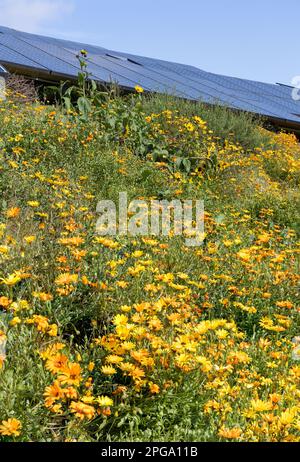 Wildflowers surrounding an array of solar panels Stock Photo - Alamy