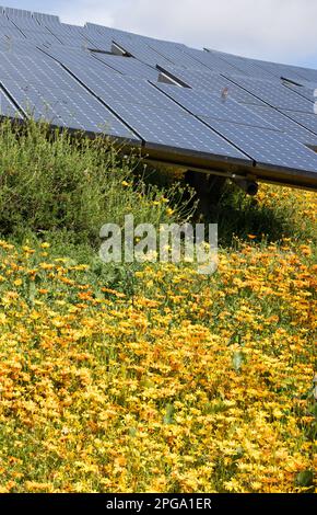 Wildflowers surrounding an array of solar panels Stock Photo - Alamy