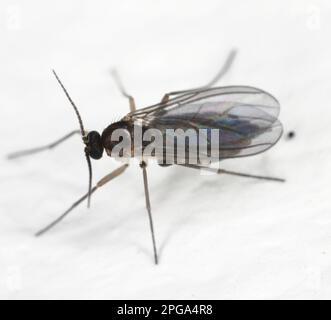 Macro image of a Dark-winged Fungus Gnat (Sciaridae) on perishable ...