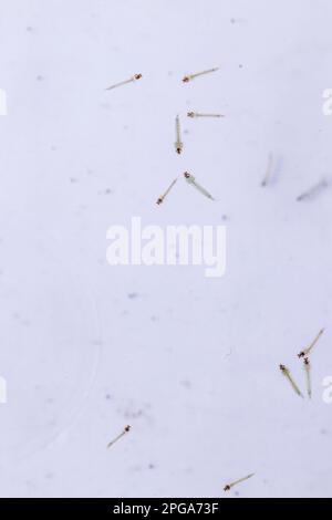Aedes aegypti mosquito pupa Stock Photo - Alamy