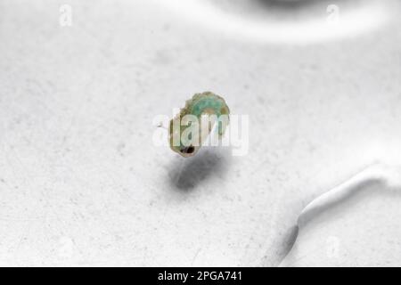 Yellow fever mosqutio (Aedes aegypti) pupae in water Stock Photo - Alamy