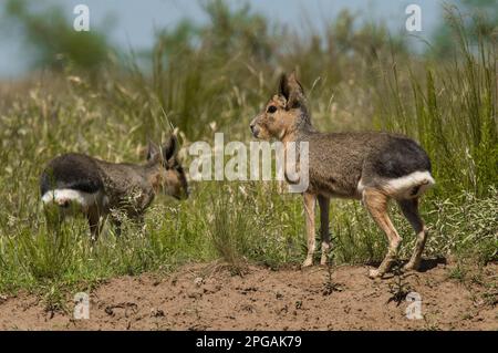 Patagonia Mara, La Pampa Province, Patagonia, Argentina Stock Photo - Alamy