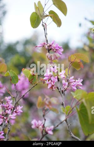 A vibrant Judas tree with an abundance of lush green foliage Stock ...