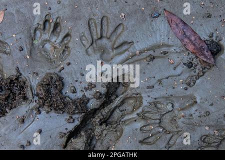 The tracks of multiple wildlife species in California, footprints of ...