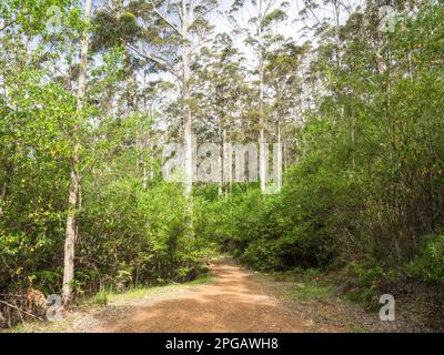 Hiking trail leading through a temperate, deciduous, broadleaf forest ...
