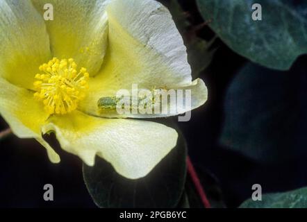 American boll worm on cotton flower (Heliothis Armigera) Tamil Nadu ...