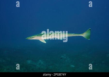 Free floating common remora (Remora remora), Marsa Shona reef dive site ...