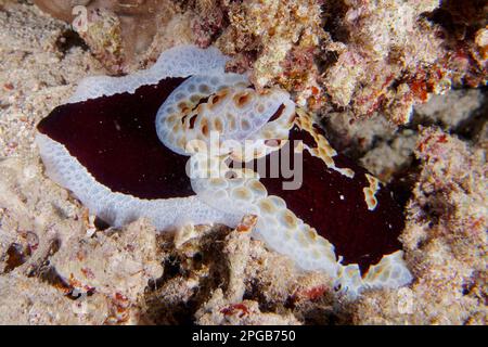 Sofa cushion snail (Pleurobranchus grandis) . Dive site Abu Dabab, Red ...