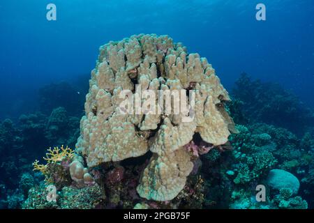 Solid pore coral (Porites solida), Dive site House Reef, Mangrove Bay ...