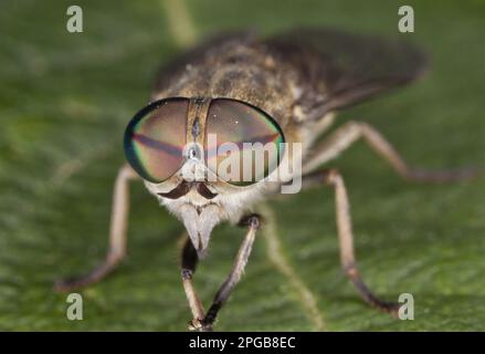 Common gadfly, band-eyed brown horsefly (Tabanus bromius), gadfly ...