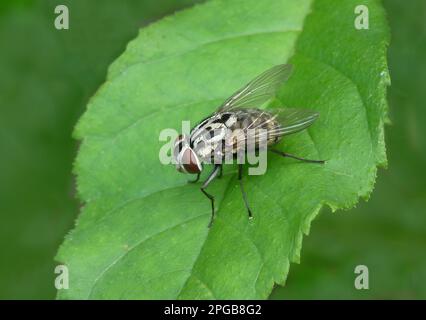 Muscid Fly (Graphomya maculata) adult, resting on leaf, Italy, july ...