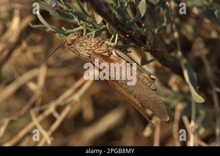 Other animals, Insects, Animals, Field locusts, Large Painted Locust ...