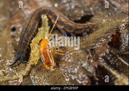 Adult New Zealand velvet worm (Peripatoides novaezealandiae) in which ...