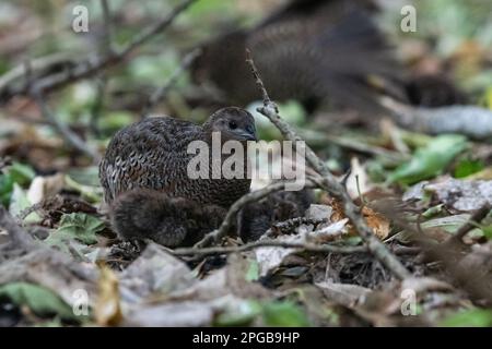 Brown Quail (Synoicus ypsilophorus) in New Zealand. Also known as the ...