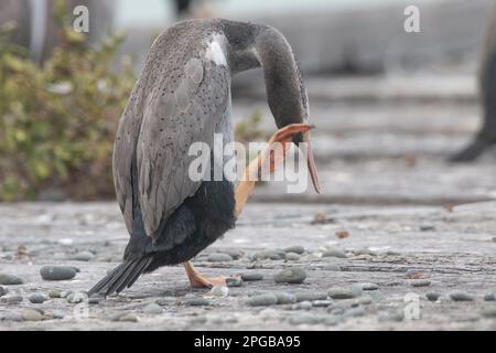 The nesting colony of shags at Sumpter wharf in Oamaru harbor in the ...