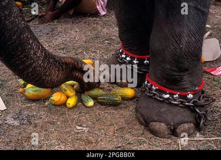 cucumber plant ; Kerala ; India ; asia Stock Photo - Alamy