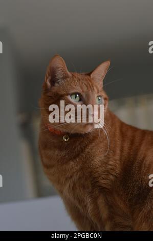 macro portraits of my cat wrangler Stock Photo - Alamy