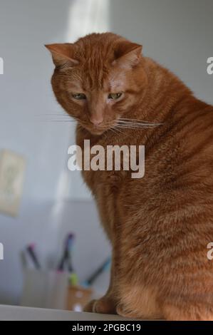 macro portraits of my cat wrangler Stock Photo - Alamy