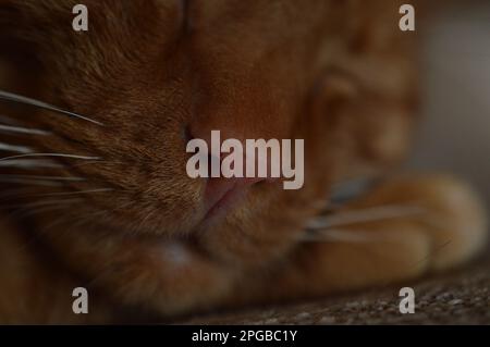 macro portraits of my cat wrangler Stock Photo - Alamy