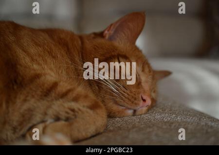 macro portraits of my cat wrangler Stock Photo - Alamy