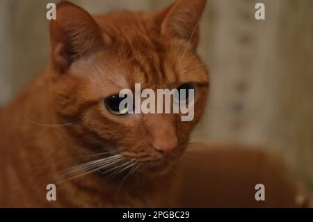 macro portraits of my cat wrangler Stock Photo - Alamy