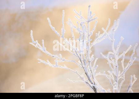 Rime ice and rising sun Stock Photo - Alamy