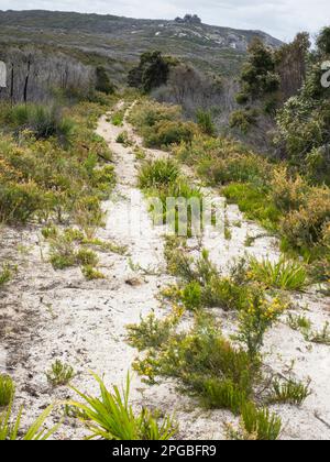 Wheel ruts leading through Nuyts Wilderness, Walpole-Nornalup National ...