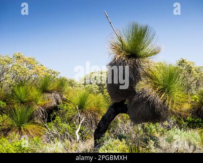 Grasstrees (Xanthorrhoea preissii) known locally as "balga". Cosy ...