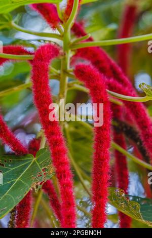 Red Hot Cat Tails Acalypha Hispida Stock Photo - Alamy